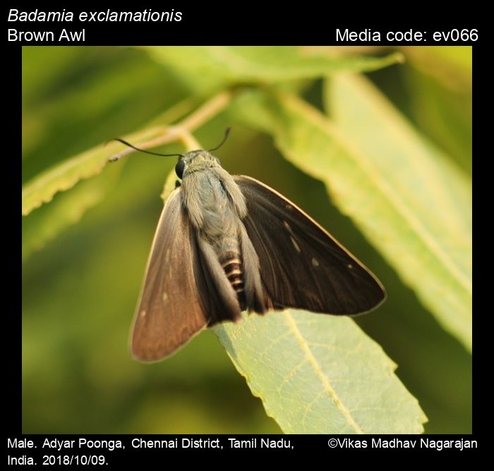 Badamia exclamationis (Fabricius, 1775) - Brown Awl | Butterfly