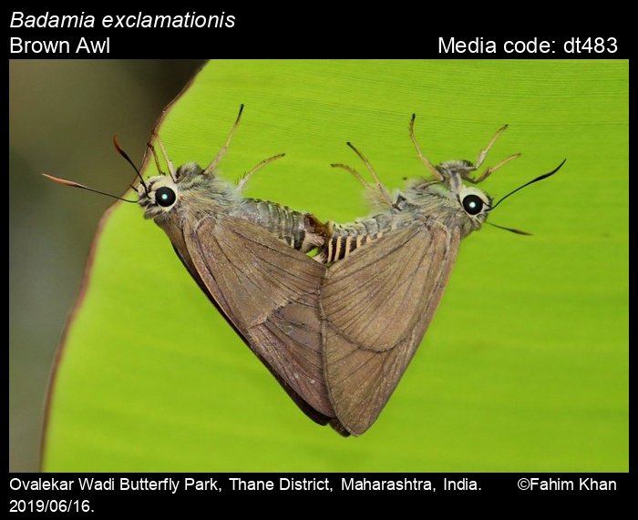 Badamia exclamationis (Fabricius, 1775) - Brown Awl | Butterfly